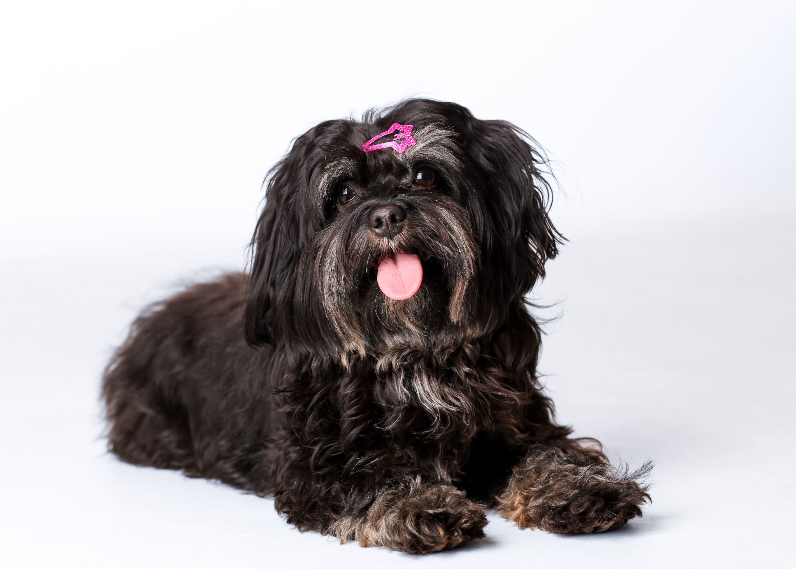 Grooming Star Wiesbaden-Auringen - Groomers.World